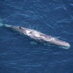 Kaikoura: 1-Hour Whale Watching Helicopter Tour - Authentic Experiences from Travelers