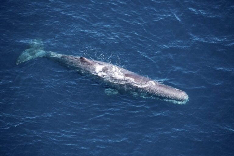 Kaikoura: 1-Hour Whale Watching Helicopter Tour - Authentic Experiences from Travelers