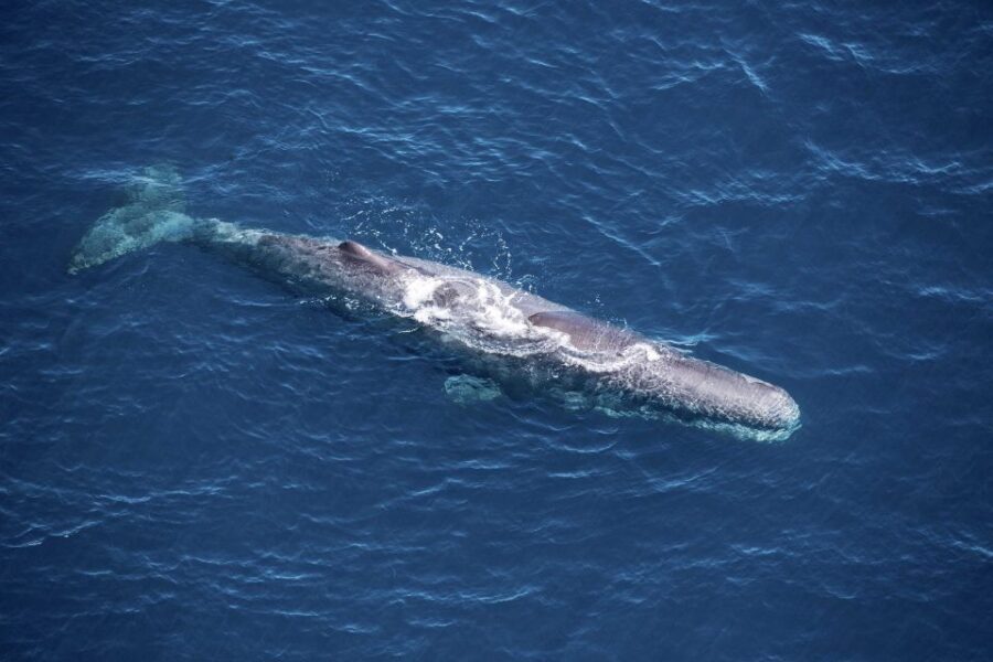 Kaikoura: 1-Hour Whale Watching Helicopter Tour - Authentic Experiences from Travelers