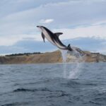 Kaikoura: Half-Day Wildlife Kayaking Tour - The Wildlife You Can Expect