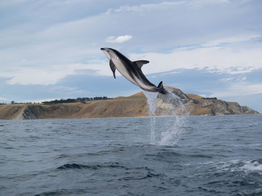 Kaikoura: Half-Day Wildlife Kayaking Tour - The Wildlife You Can Expect