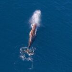 Kaikoura Helicopters Extended Whale Watch flight - An In-Depth Look at the Kaikoura Helicopters Extended Whale Watch Flight