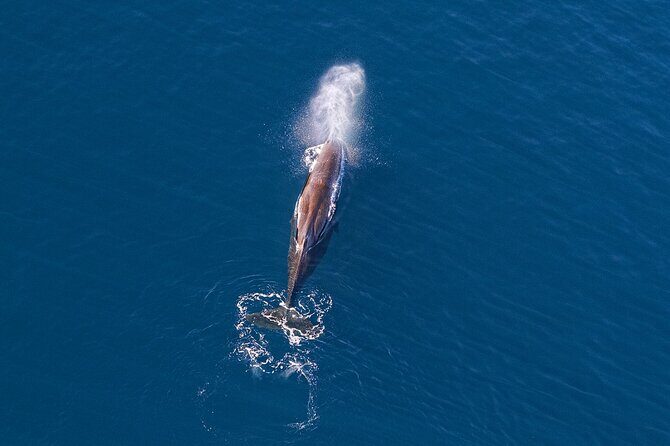 Kaikoura Helicopters Extended Whale Watch flight - An In-Depth Look at the Kaikoura Helicopters Extended Whale Watch Flight