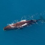 Kaikoura Helicopters Top n Tail Whale Watch flight - The Itinerary Breakdown