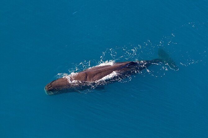 Kaikoura Helicopters Top n Tail Whale Watch flight - The Itinerary Breakdown