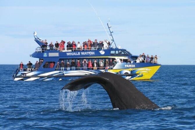 Kaikoura Private Whale Watching Day Trip from Christchurch - What Makes This Tour Stand Out?