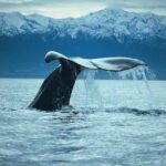 Kaikoura Whale Watch Day Tour from Christchurch - Who Should Consider This Trip?