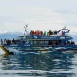 Kaikoura Whale Watch Day Tour from Christchurch - The Sum Up