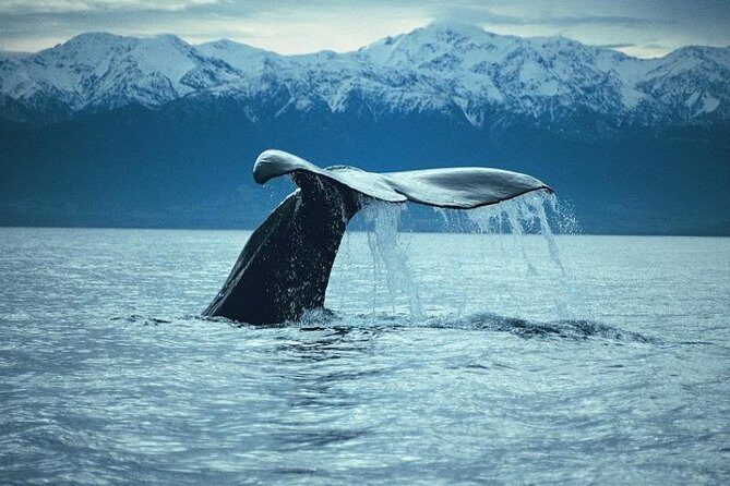 Kaikoura Whale Watch Day Tour from Christchurch - Who Should Consider This Trip?
