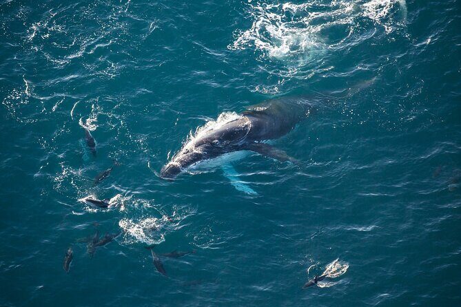 Kaikoura Whale Watching - 45 Minute Ocean Safari - Final Thoughts: Who Will Love This?