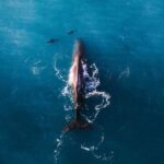 Kaikoura: Whale Watching Flight with Guided Commentary - The Pre-Flight Briefing: Educating & Entertaining
