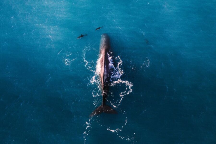 Kaikoura: Whale Watching Flight with Guided Commentary - The Pre-Flight Briefing: Educating & Entertaining