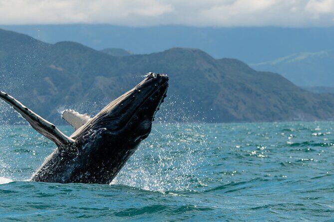 Kaikura Day Tour From Christchurch With Whale Watch - Optional Stop at Waipara
