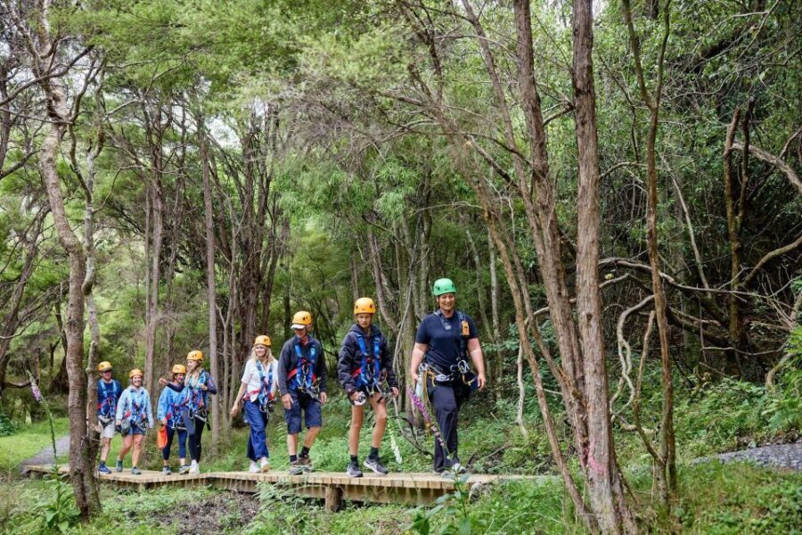 Kaikura: Zipline and Native Forest Adventure Trip - The Ziplining Experience