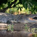 Kakadu National Park Full Day Tour + Yellow Water River Cruise - Stop 1: Wetlands Bird Hide – A Birdwatcher’s Paradise