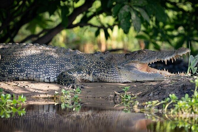 Kakadu National Park Full Day Tour + Yellow Water River Cruise - Stop 1: Wetlands Bird Hide – A Birdwatcher’s Paradise