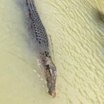 Kakadu National Park Scenic Flight &Yellow Water Cruise - The Scenic Flight: Flying Over Iconic Landmarks