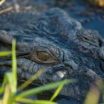 Kakadu National Park Yellow Water Sunset Cruise -Sacred Owl Tours - Transportation, Timing, and Group Size