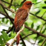 Kalametiya Sanctuary Birdwatching Boat Ride - What to Expect on the Boat Ride