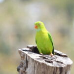 Kalapathar Sunrise, Birdwatching and Village Tour - FAQs