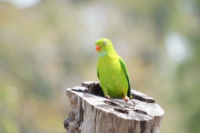 Kalapathar Sunrise, Birdwatching and Village Tour - FAQs