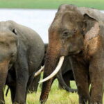 Kalawewa National Park Guided 4WD Safari - The Sum Up: Who Will Appreciate This Safari?
