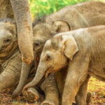 Kalawewa National Park Private Safari - Who Is This Safari Best For?