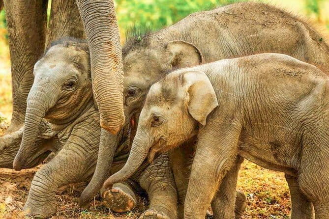 Kalawewa National Park Private Safari - Who Is This Safari Best For?
