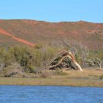 Kalbarri: Murchison River Morning Cruise - Wildlife and Nature: A Real Living Canvas