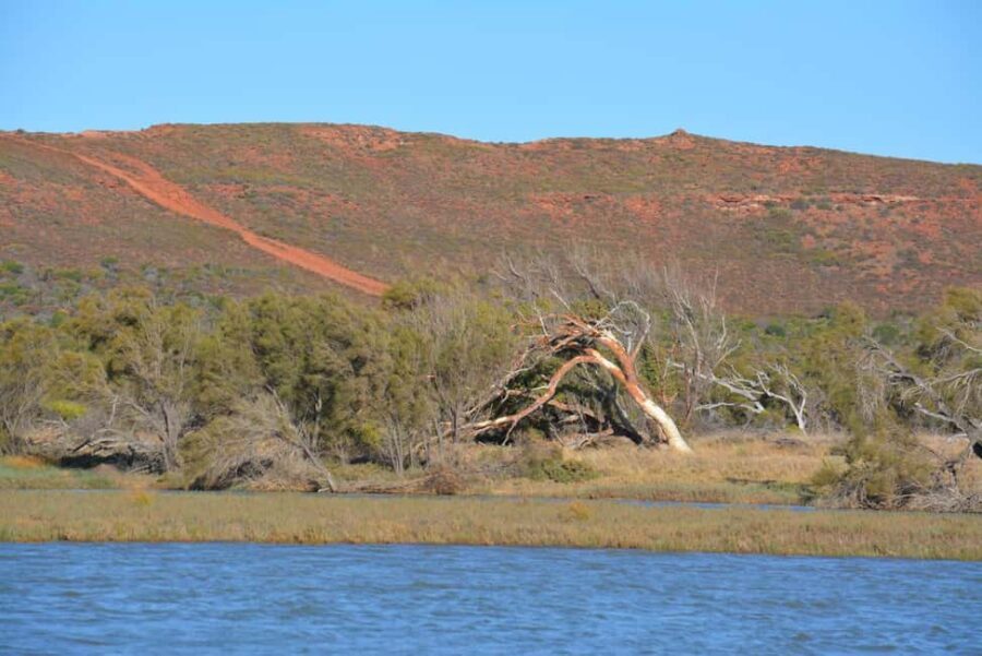 Kalbarri: Murchison River Morning Cruise - Wildlife and Nature: A Real Living Canvas
