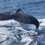 Kalbarri Whale Watching Tour - Wrapping It Up: Who Will Love This Tour?