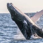 Kalbarri Whale Watching Tour - The Whale Encounters: What Travelers Have Experienced