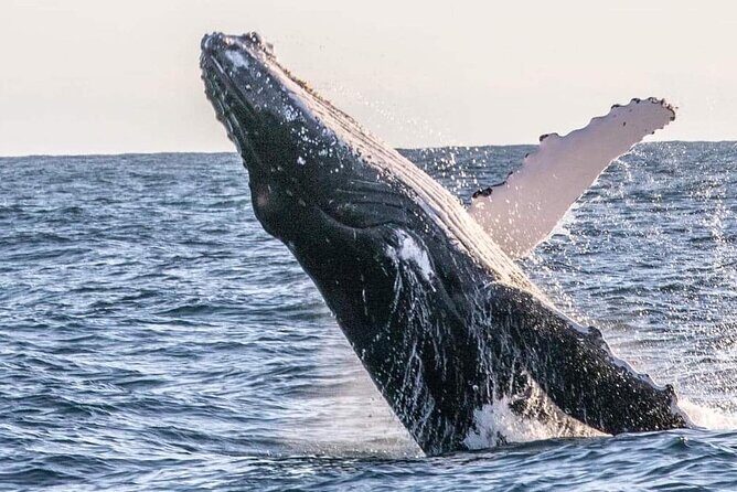 Kalbarri Whale Watching Tour - The Whale Encounters: What Travelers Have Experienced