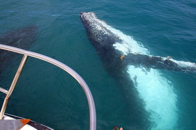 Kalbarri Whale Watching Tour Guided - Why It’s a Solid Choice