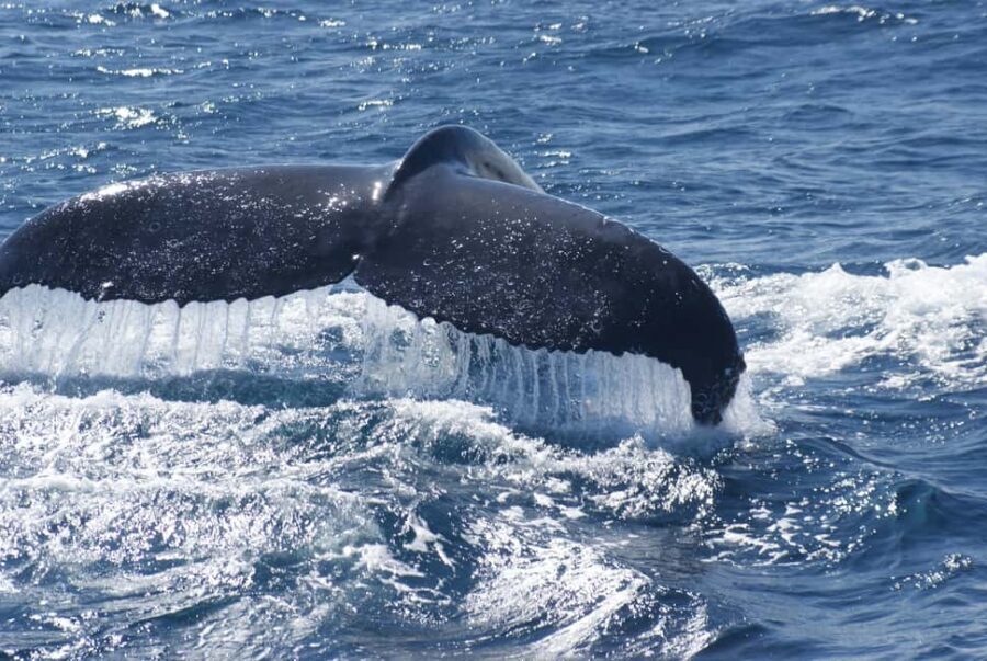 Kalbarri Whale Watching Tour - Wrapping It Up: Who Will Love This Tour?