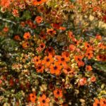 Kalbarri Wildflower Tour - Who Will Love This Tour?