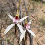 Kalbarri Wildflower Tour with Local Guide - The Itinerary: What to Expect