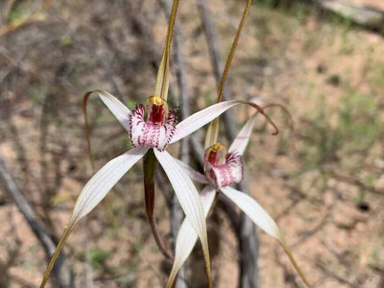 Kalbarri Wildflower Tour with Local Guide - The Itinerary: What to Expect
