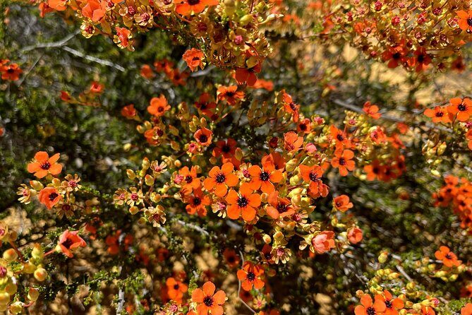 Kalbarri Wildflower Tour - Who Will Love This Tour?