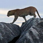 Kalutara/Bentota/Kosgoda/Ahungalla/Hikkaduwa: Yala Safari - Who Will Love This Tour?