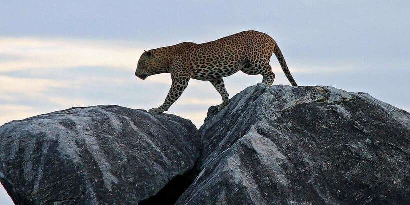 Kalutara/Bentota/Kosgoda/Ahungalla/Hikkaduwa: Yala Safari - Who Will Love This Tour?