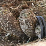 Kamloops: BC Wildlife Park Entry Ticket - Exploring the BC Wildlife Park: What Travelers Should Expect