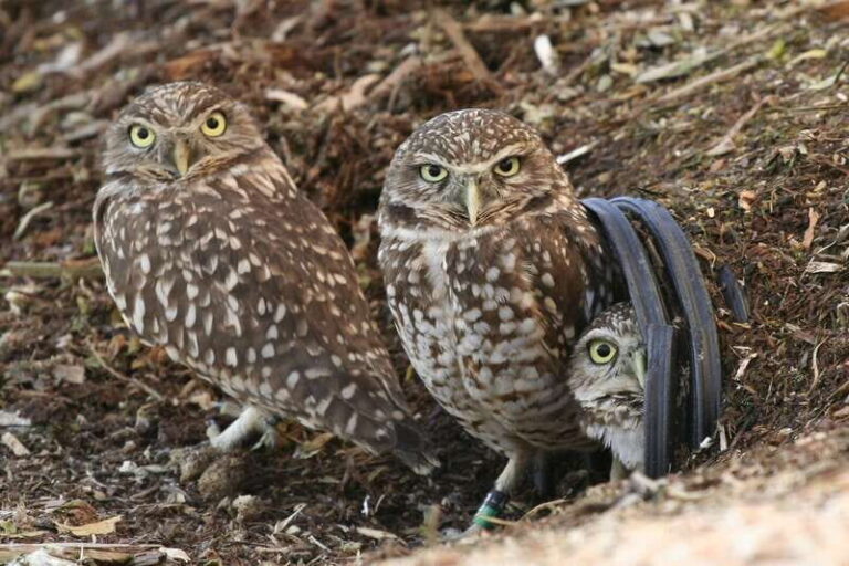 Kamloops: BC Wildlife Park Entry Ticket - Exploring the BC Wildlife Park: What Travelers Should Expect