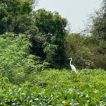 Kampong Phluk Floating Village & Tonle Sap Boat Tour. - Practical Details: What to Expect During the Tour