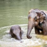 Kanchanaburi Local Cuisine and Elephant Care - What Does the Price Include?