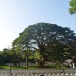 Kandy Full-Day Tour - The Practicalities: What You Should Know