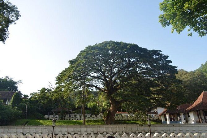 Kandy Full-Day Tour - The Practicalities: What You Should Know