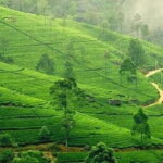Kandy & Nuwara Eliya: 2-Day Tour! - The Balance of Value and Experience