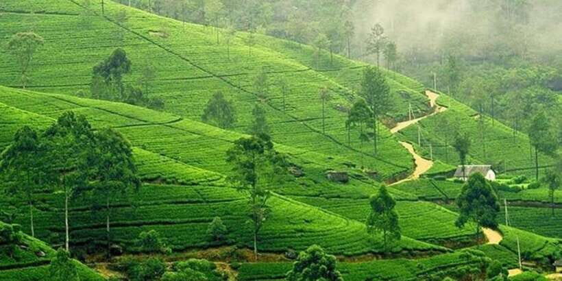 Kandy & Nuwara Eliya: 2-Day Tour! - The Balance of Value and Experience