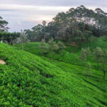 Kandy: Nuwara Eliya Day Trip - Tea Country: The Heart of the Tour